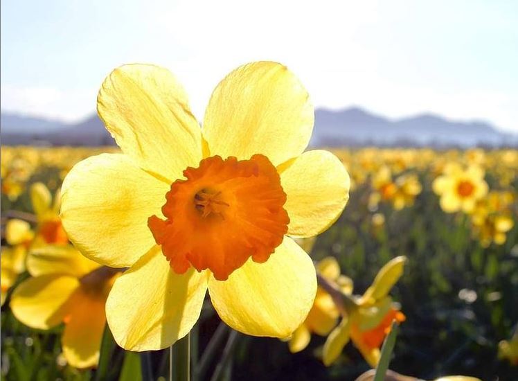 A Drive Through The Daffodil Fields of Skagit Valley