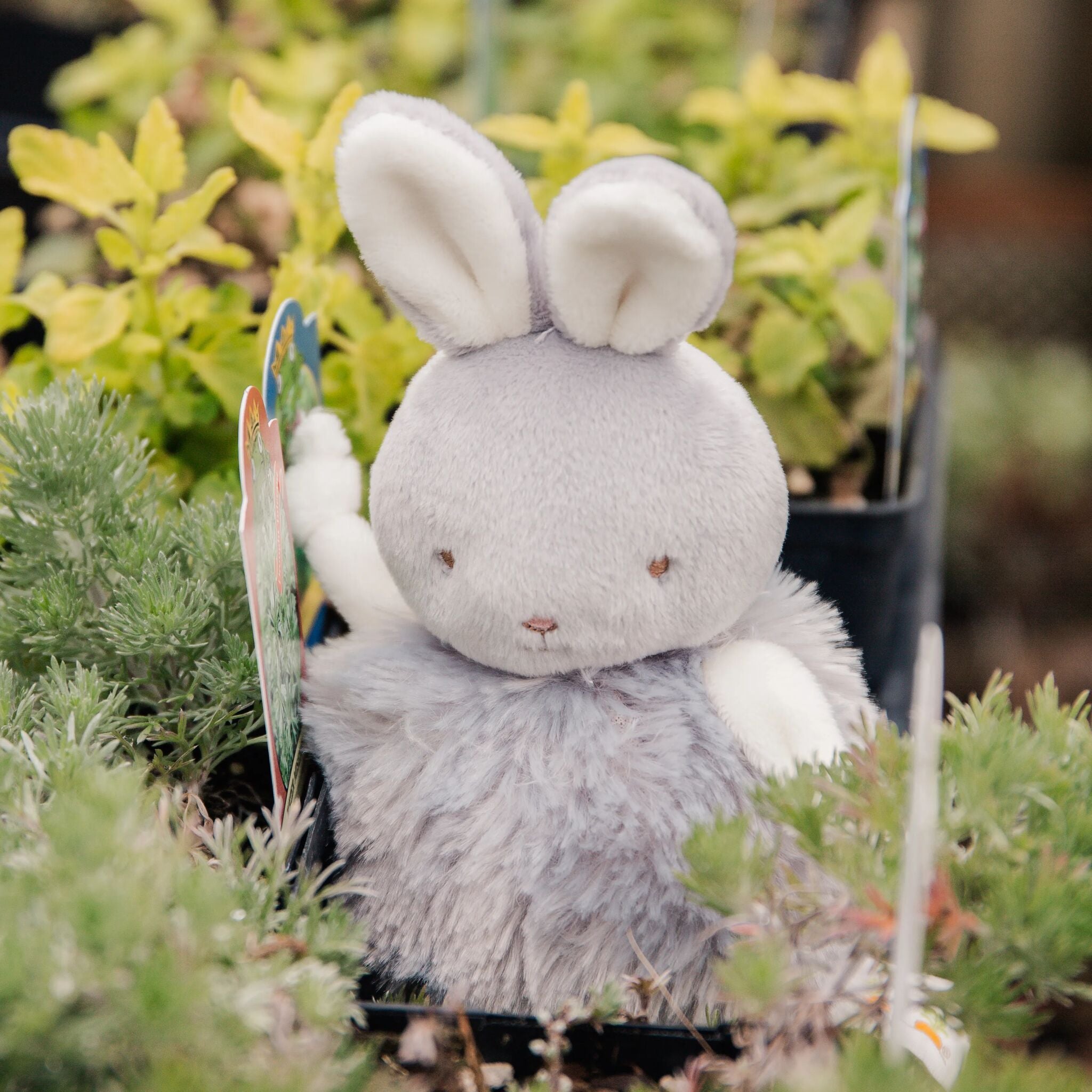 Roly Poly Bloom | Stuffed Animal | Gray Bunny Plush - Bunnies By The Bay